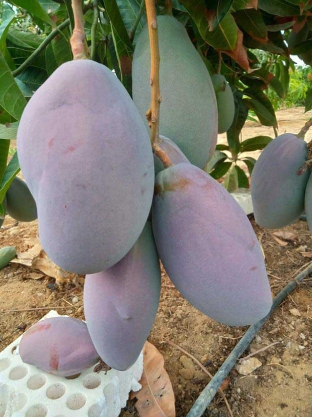 From the Nile Delta to Nordic Shelves: Egypt’s Summer Fruit Exports Set ...