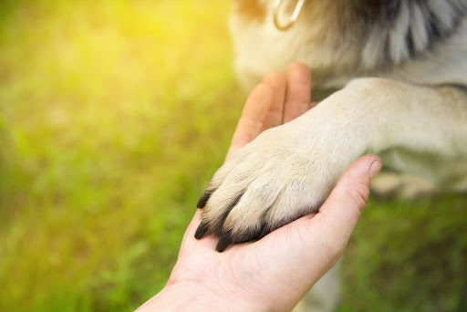 Legacy gifts for animals: A meaningful way to leave your mark | OTS ...